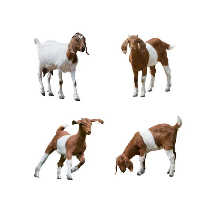 Boer Goats / Saanen Goats / Anglo-nubian Goats - Buy Alive Boer Goats ...