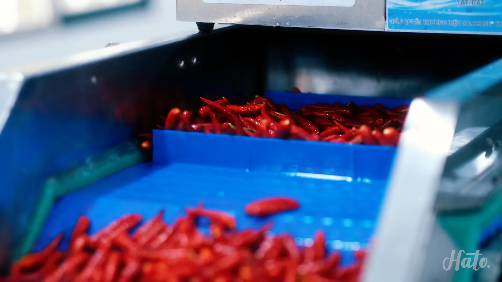 Super Spicy Dehydrated Whole Chilli Vietnamese Chilli Dried Style ...