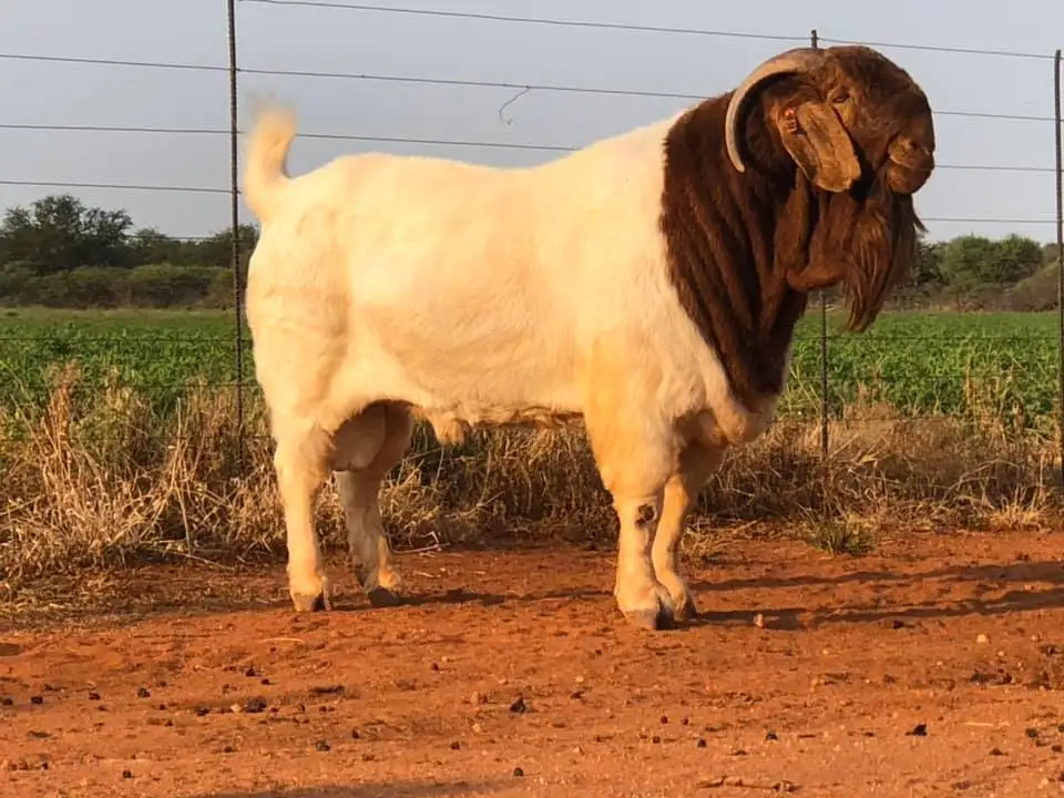 Alive Boer Goat - Buy Alive Boer Goat Product on Alibaba.com
