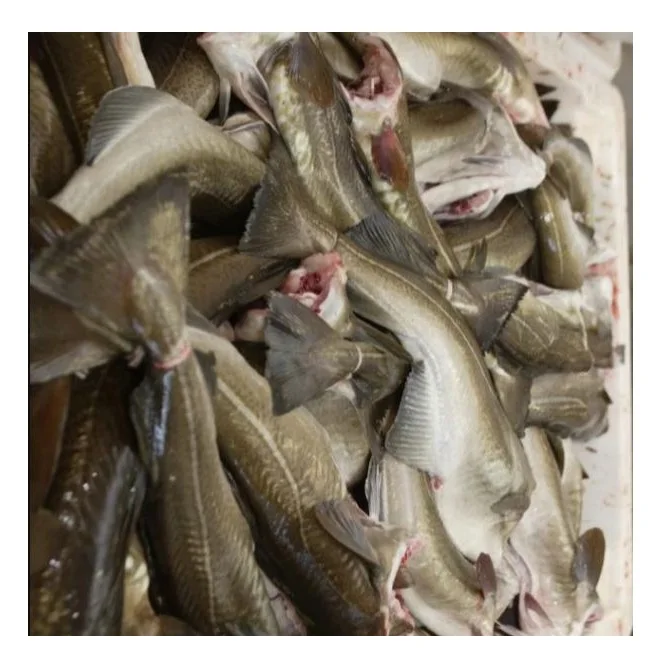 Wholesale Price Cod Swim Bladder Frozen Cod Bladder - Buy Wholesale ...
