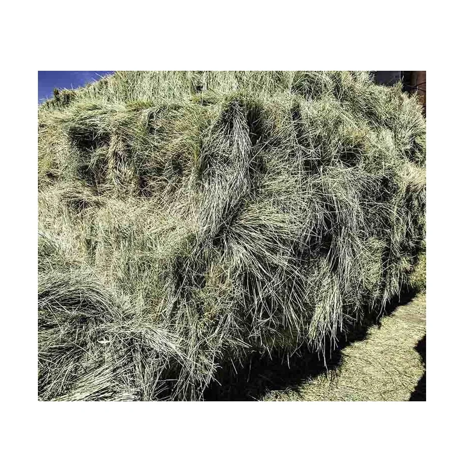 Quality Timothy Hay Quality Alfalfa Hay/ Timothy Hay And Lucerne Clover In Bales/bermuda Orchard ...