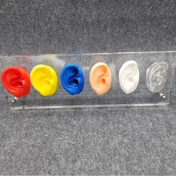 Hearing Aids Display Stand For Ear Silicone Human Ear Models Acrylic ...