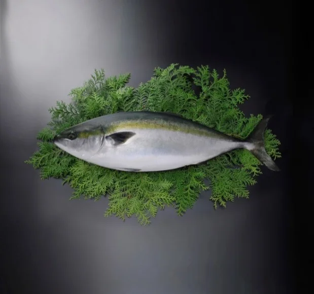 Frozen Hamachi Fillet (yellowtail) Frozen Fish Fillet - Buy Frozen Fish ...