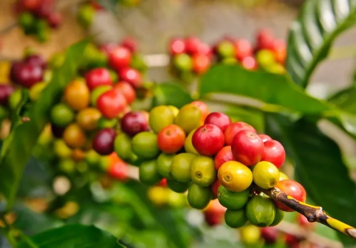 Alibaba.com: ANNA DO Robusta Grade 1 Coffee Beans, Screen 16 & 18 ...
