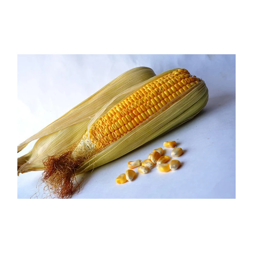 Yellow Corn / Yellow Maize For Animal Feed Dry Style Poultry 100% Pure ...