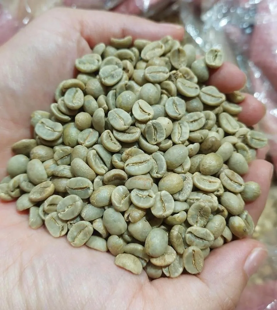 Premium Coffee Bean Green Product Green Bean Arabica From Viet Red ...