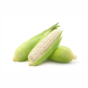 Best Grade White Corn Maize For Animal Feed White Maize.. - Buy Bulk ...