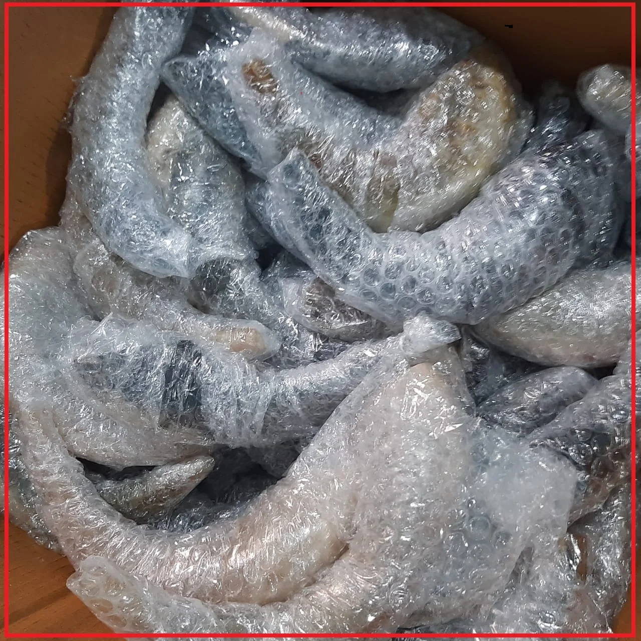 Antique Shofar Horn Ram Horn Trumpet Hashanah From India Full Polished ...