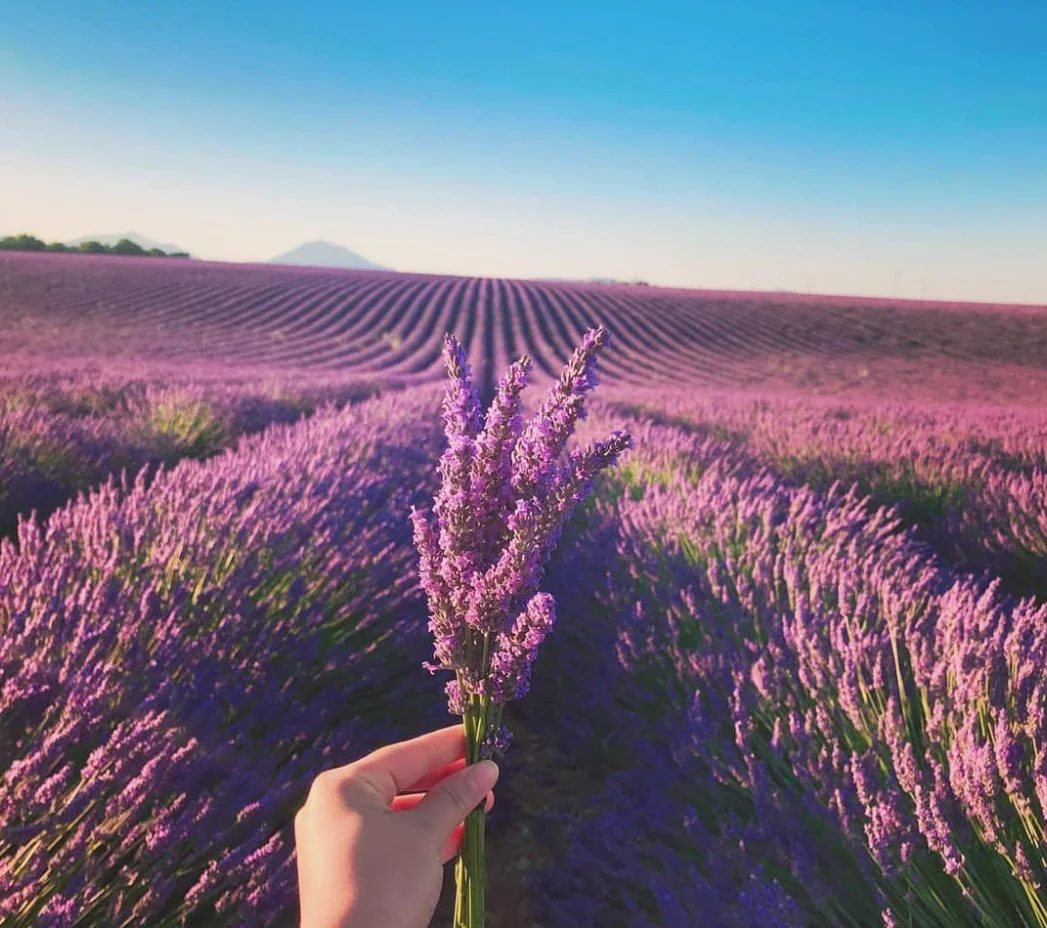 Supper Elegent Smell Lavender Buds Packed In Bag - Dried By Sun And ...