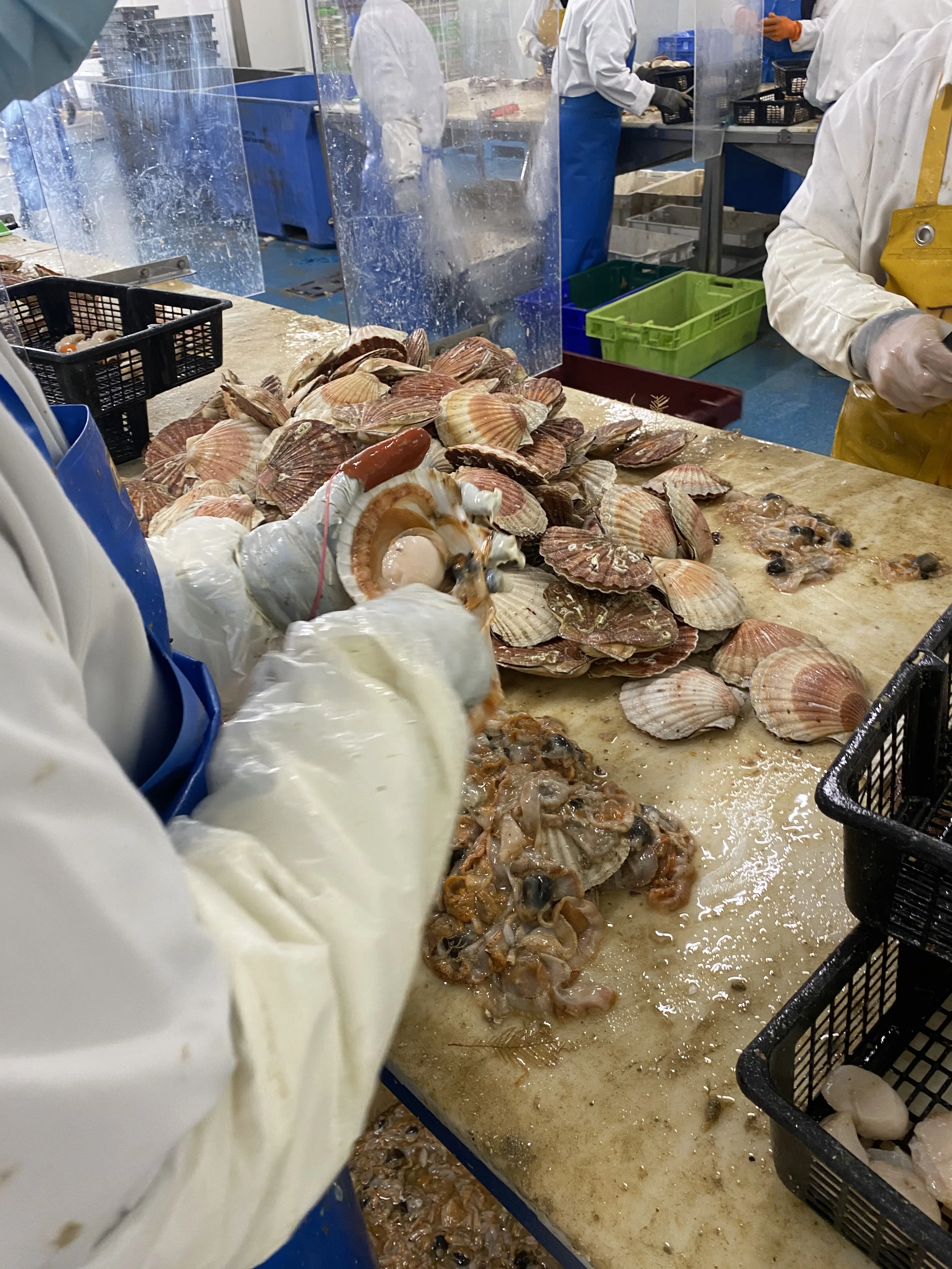 Frozen King Scallop - Meat Roe On - Iqf (pecten Maximus) - Buy French ...