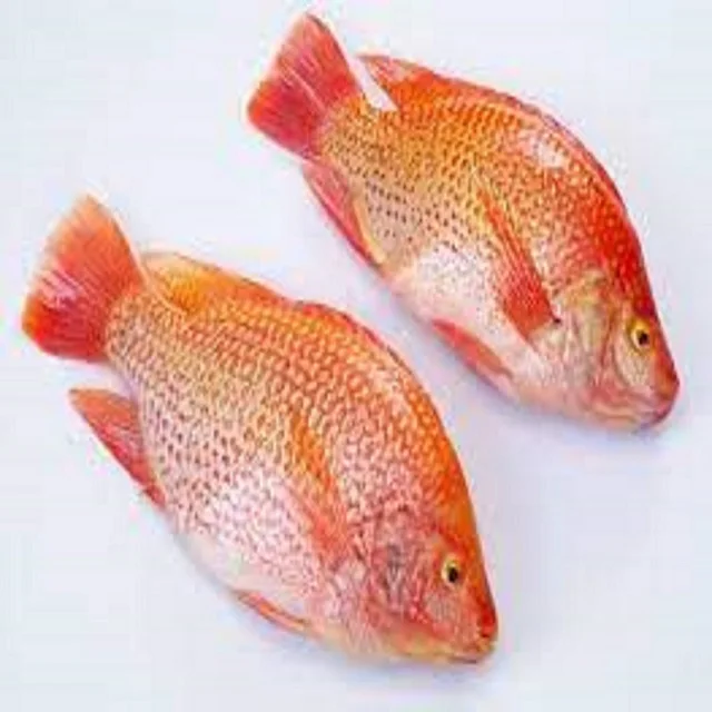 Frozen Red Tilapia Price Frozen Fish - Buy Frozen Red Tilapia Fish ...