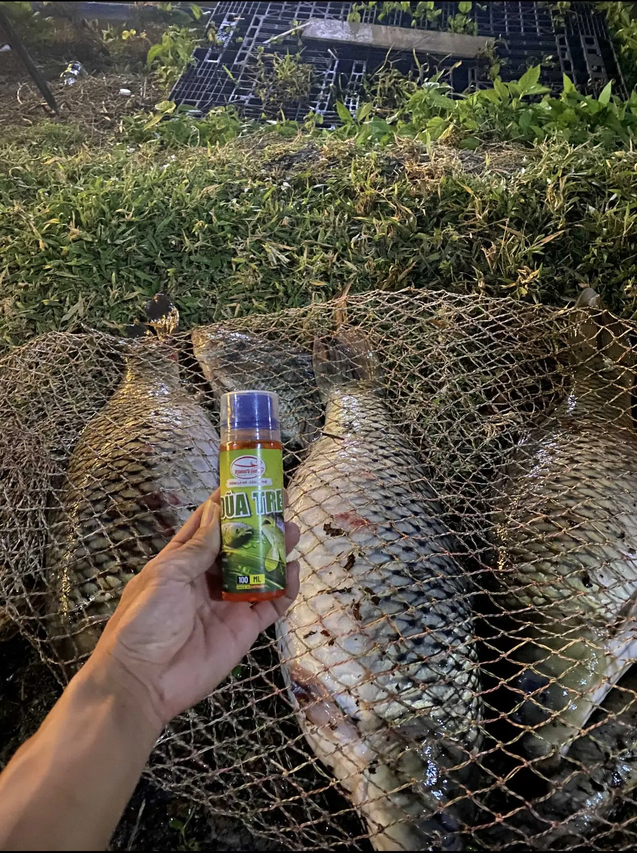 Attractive Fish Flavor Dua Tre Flavor Rohu Fishing Bait Good Price ...