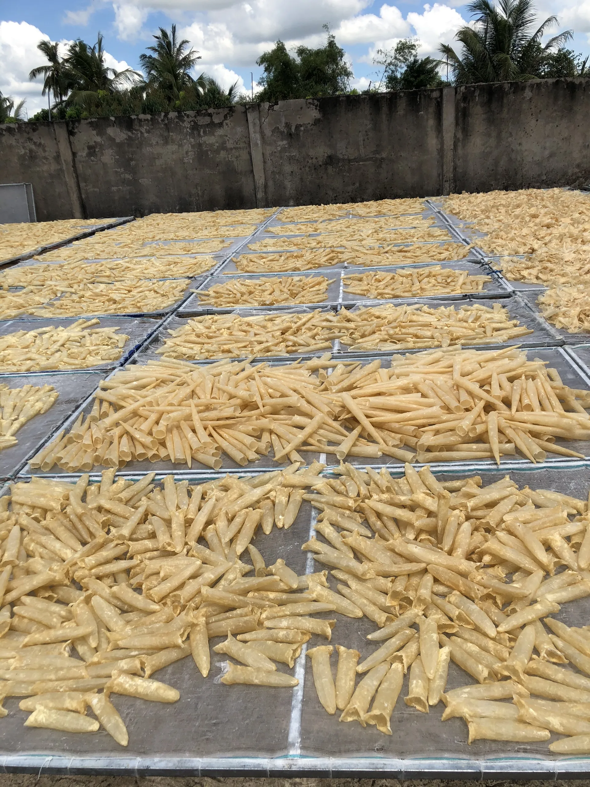 Wholesale Yellow/White Maw Dried Fish Maw Fish for Export at the Best ...
