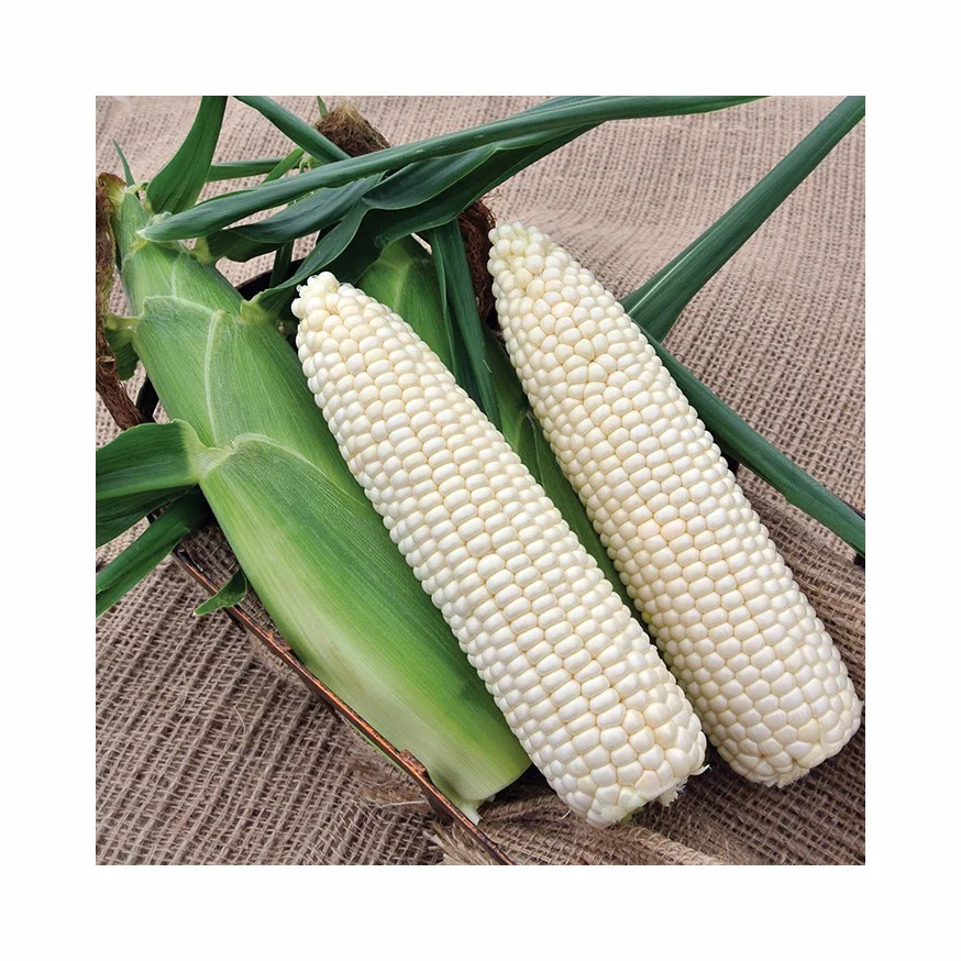 Yellow Corn & White Corn/maize For Human & Animal Feed - Buy Bulk Grain ...