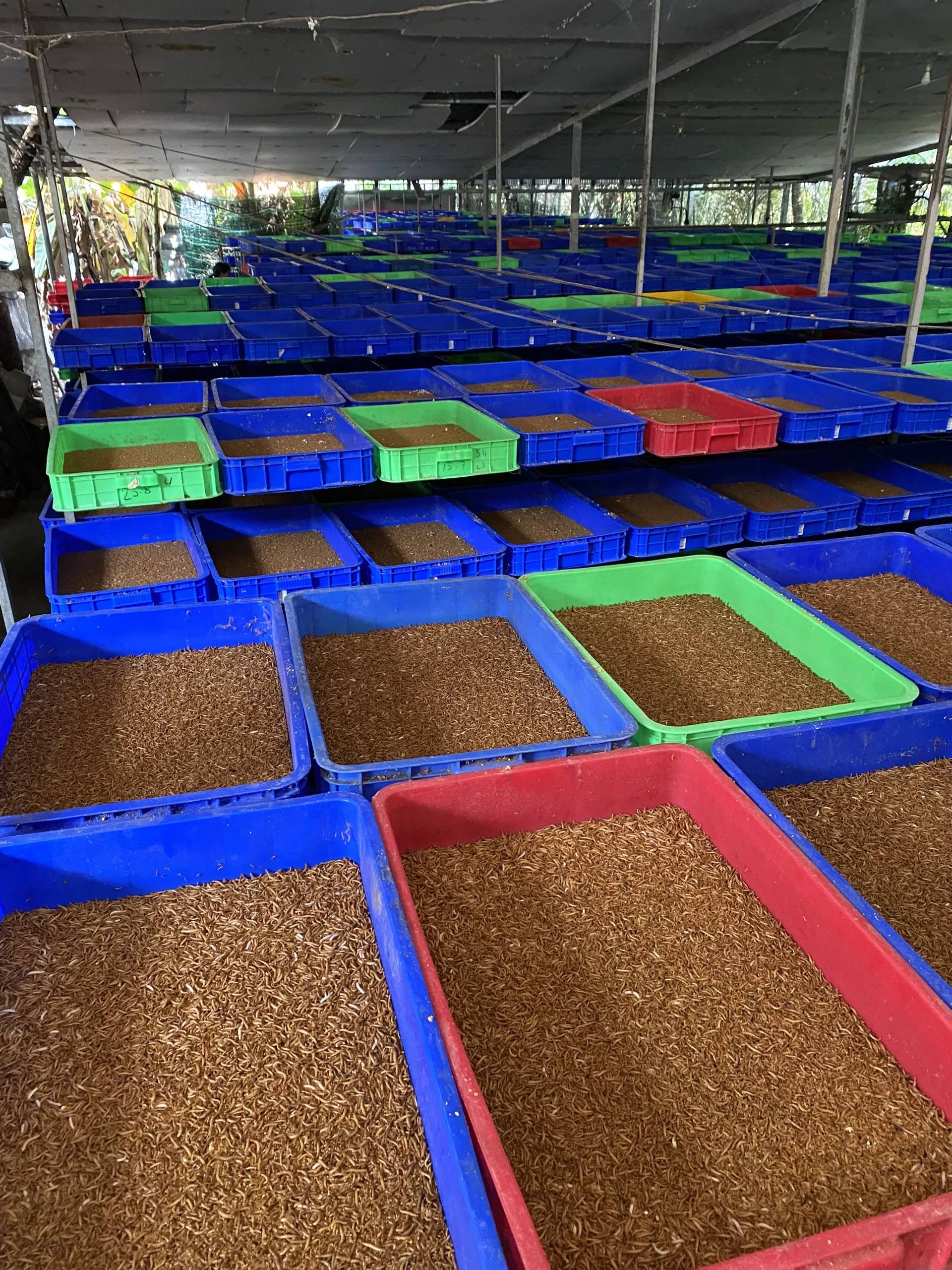 Black Soldier Fly Larvae Powder Black Soldier Fly Worms Ranova High ...