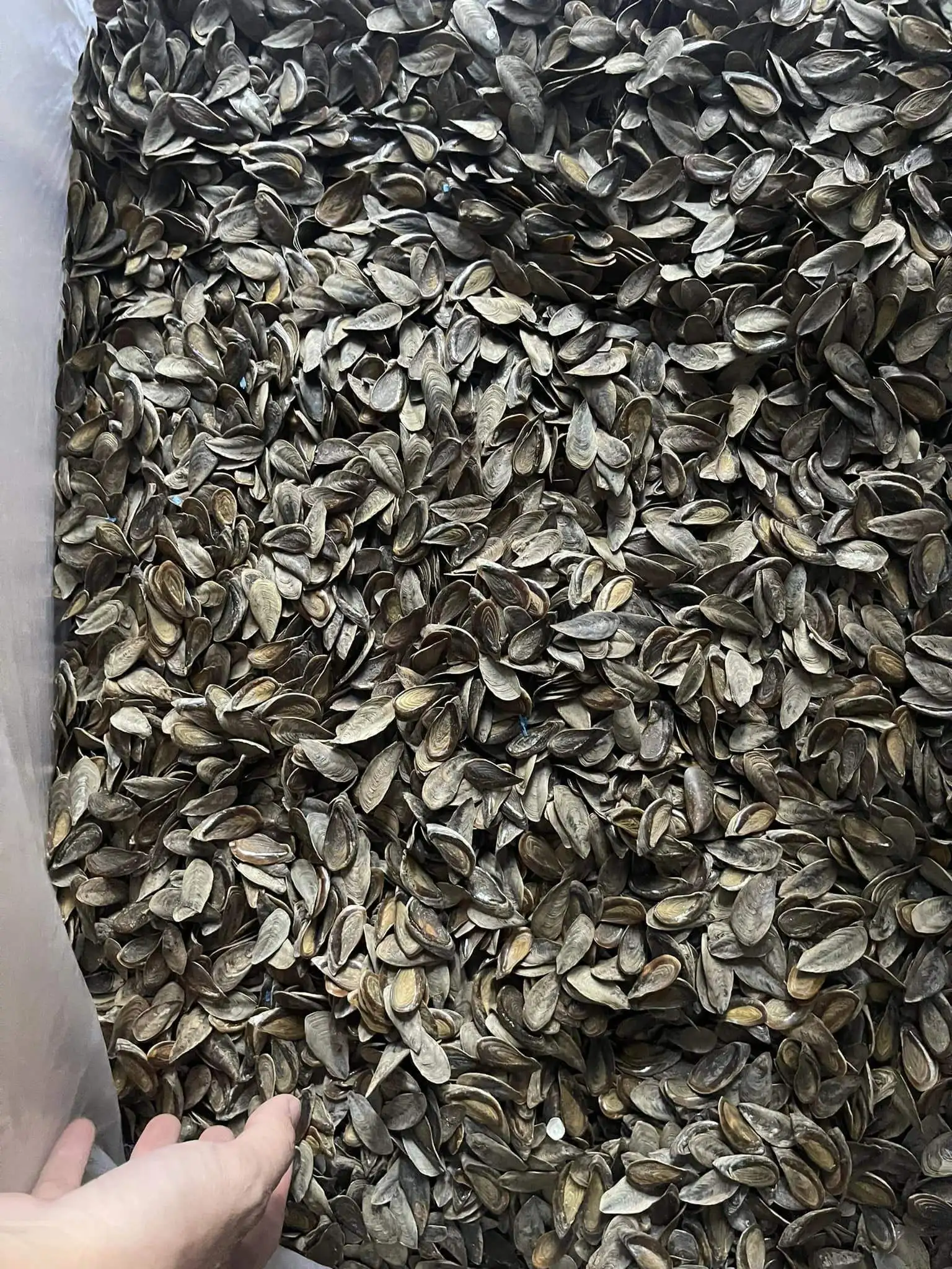 Cats Eye Seashells - Natural Ocean Operculum for Crafts