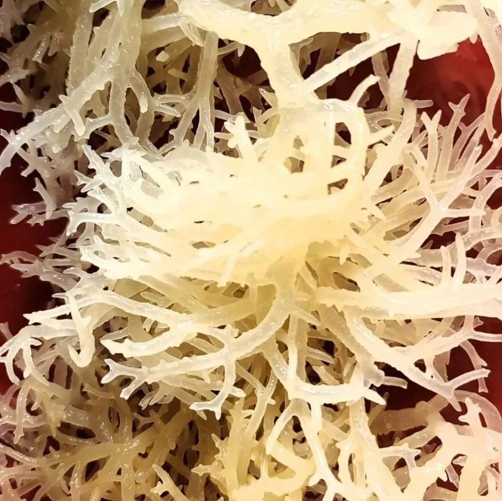 Best Price 2024 Sea Moss Ready To Export In Bulk - Buy Skin Power Gel ...