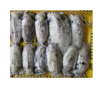High Quality Frozen Round Black Ink Cuttlefish Pakistani Origin For ...