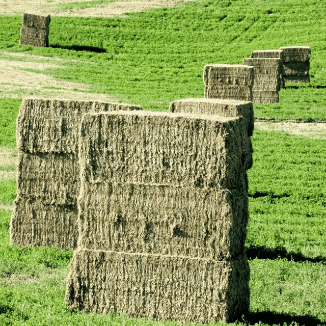 Fresh Alfalfa (lucerne) Hay/timothy Alfafa Hay/ Cheap Alfafa Hay For ...