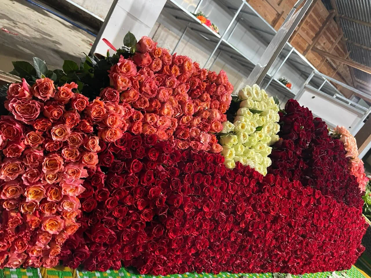 Fresh Cut Roses Fresh Cut Natural Roses +84947900124 - Buy Fresh Cut ...