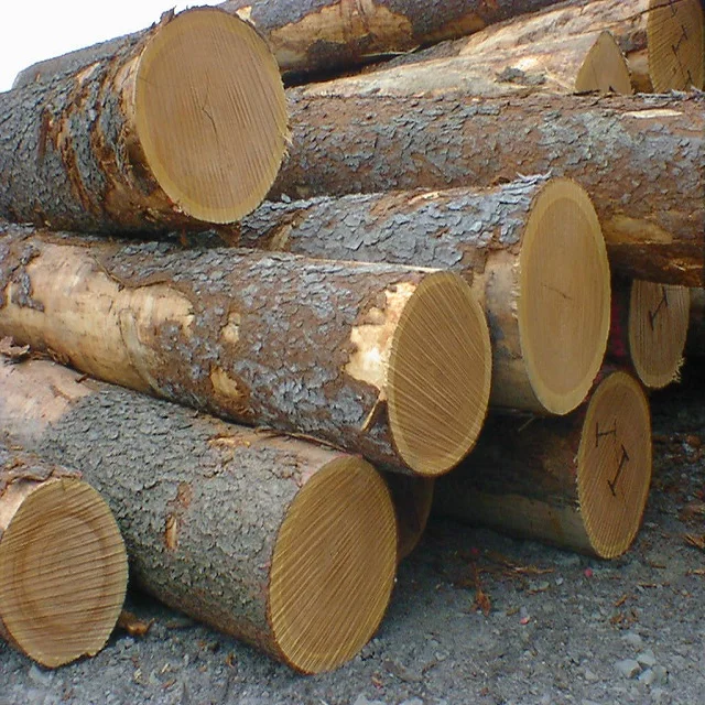 Pine And Oak Teak Wood Logs,Timber,Firewood And Briquettes - Buy Oak ...