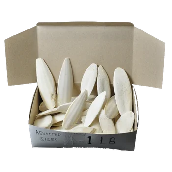 Cuttlebone Cuttlefish Sepia Bone Cuttle Fish Bird Food Calcium ...