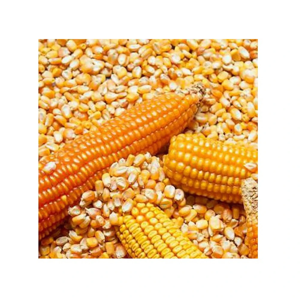 Yellow Corn/ White Corn/ Maize For Sale - Buy Fresh Organic Yellow Corn ...
