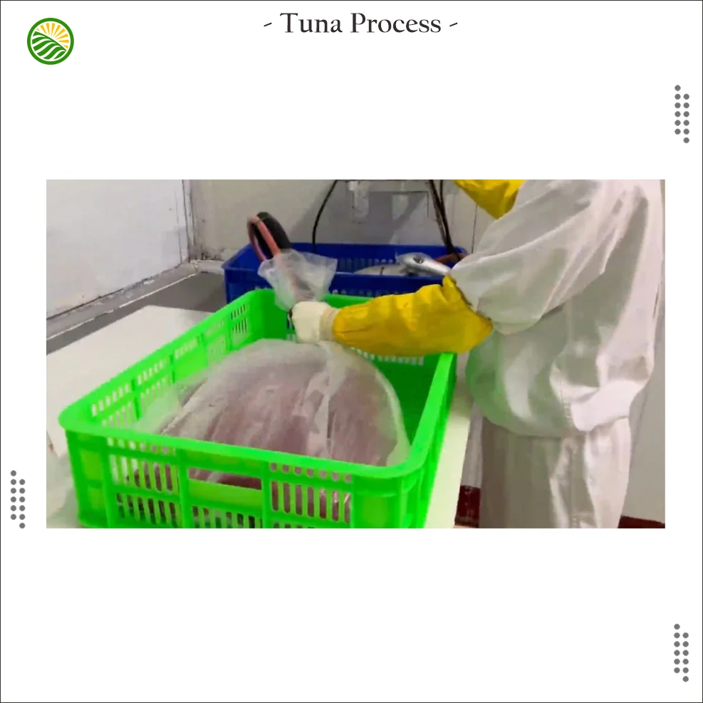 Frozen Tuna Saku Block From Indonesia Export Quality Of Tuna Of Yellow ...