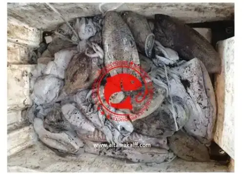 High Quality Frozen Round Black Ink Cuttlefish Pakistani Origin For ...