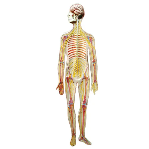 Human Nervous system model is your body command center and it controls ...