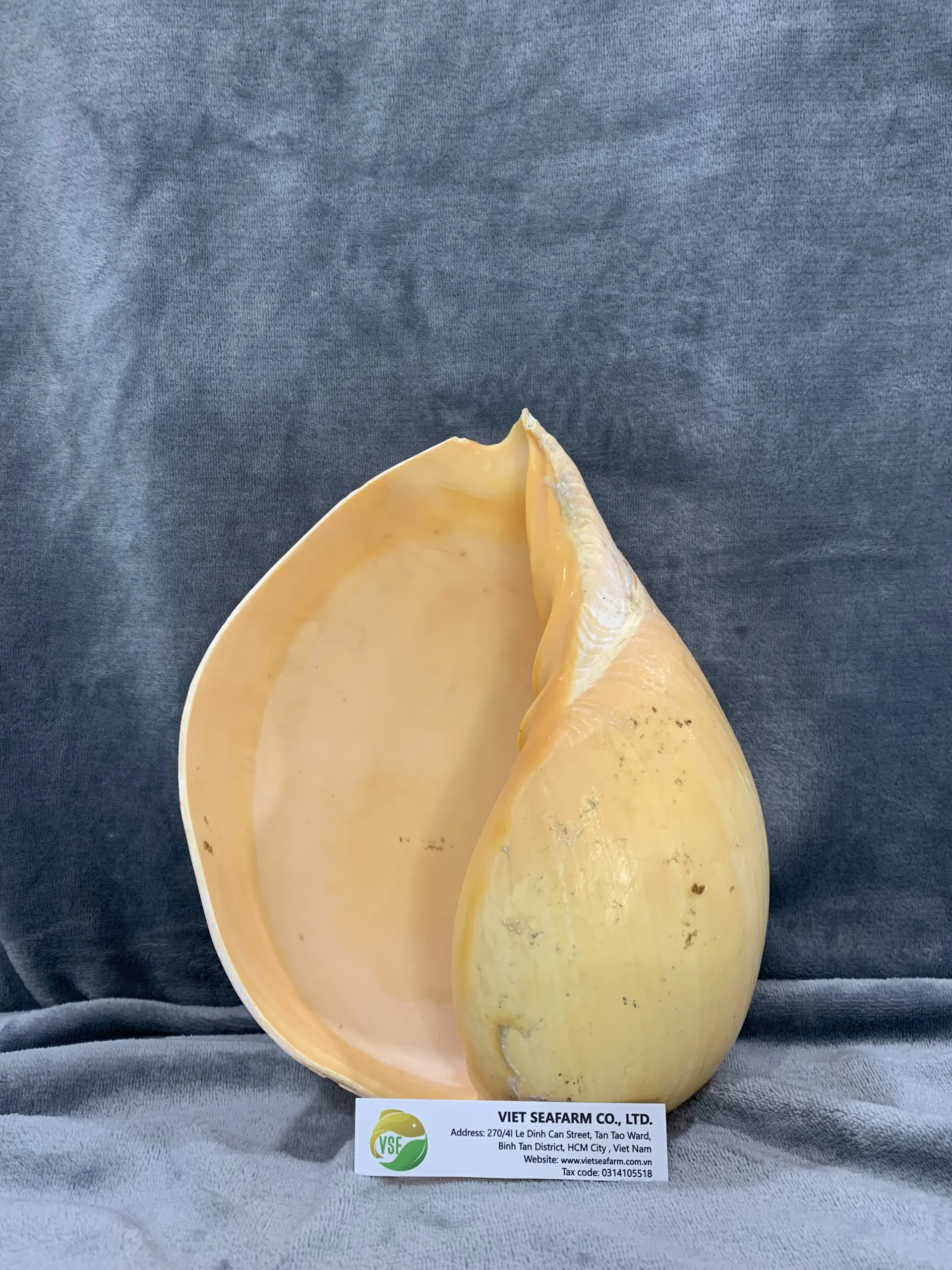 [2022] Hot Hot! Indian Volute Shell/bailer Shell High Quality ...