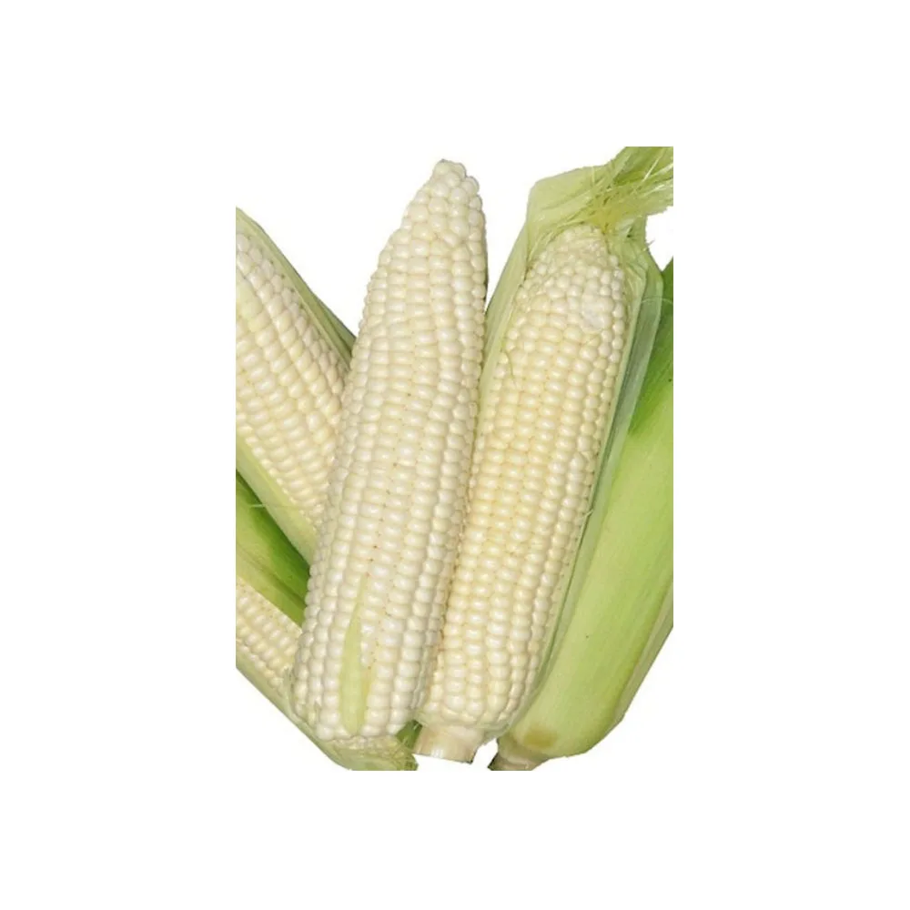 Grade 1 Non Gmo White And White Corn/maize - Buy White Maize Non Gmo ...