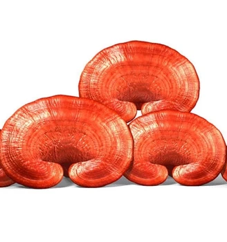 Vietnam Cultivated Whole Reishi Dried Red Ganoderma Lucidum Mushrooms ...