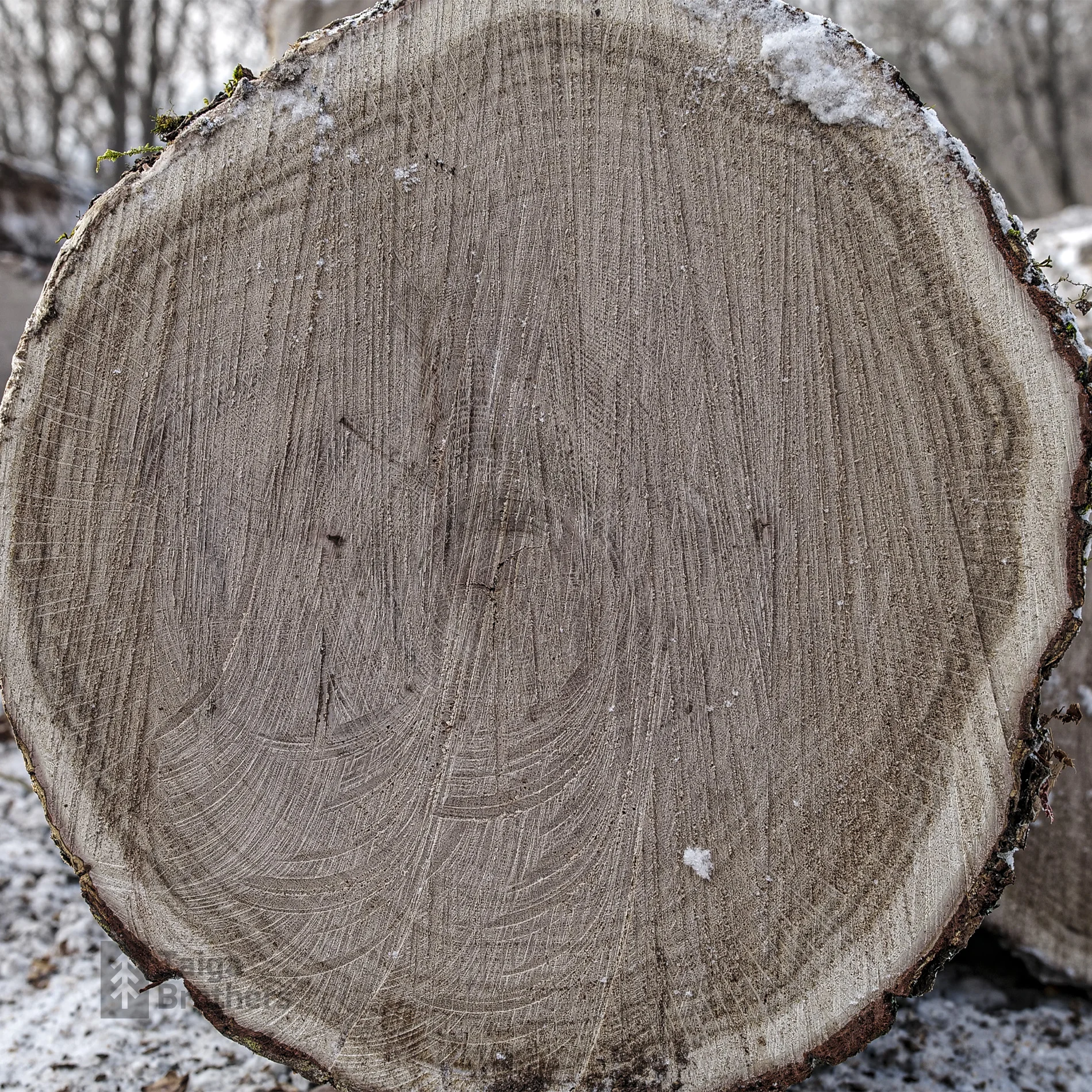 Exotic Fraxinus Mandshurica Tamo Ash Roundwood Hardwood Timber Wood Ash ...