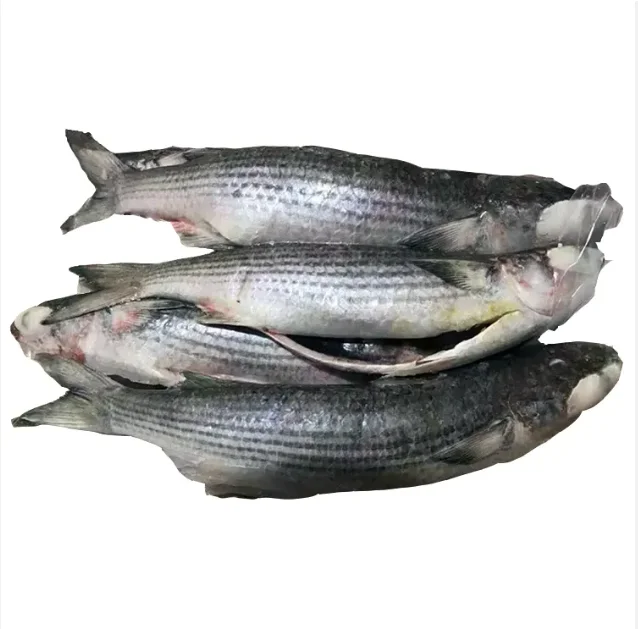 Frozen Grey Mullet Fish Gutted With All Sizes For Market Price For Sale ...