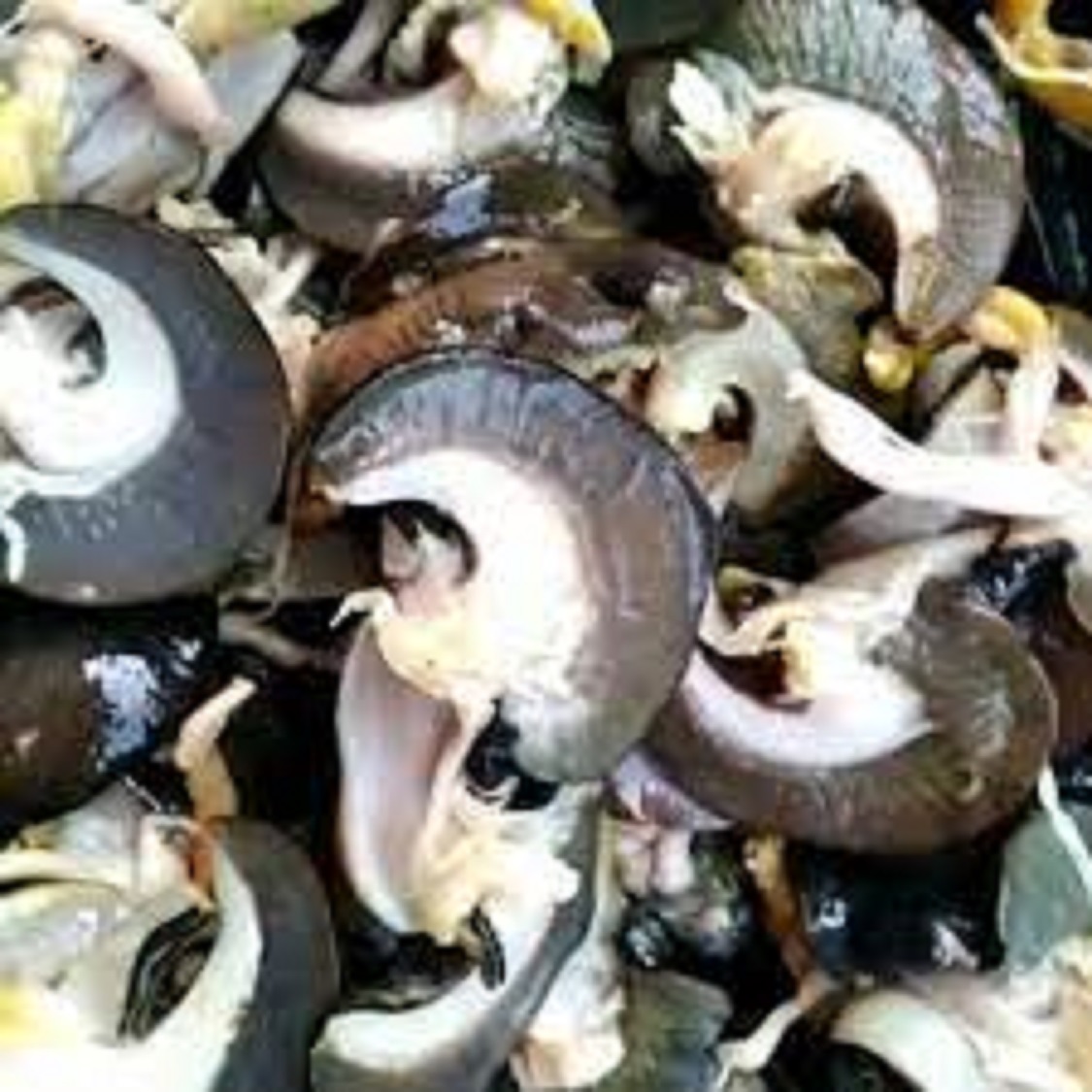 High Quality Fresh Frozen Snail Meat Dried African Land Snails Meat For ...
