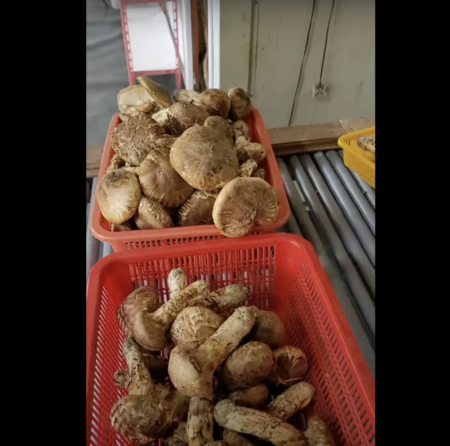 Cheap Price 2023 Dried Sarcodon Imbricatus Mushroom From Blue Lotus ...