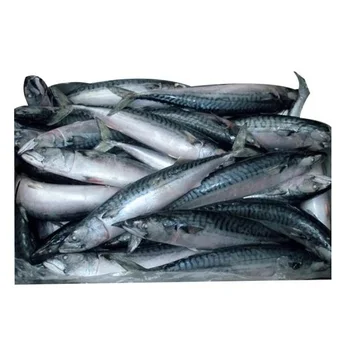 Top Quality Frozen Mackerel Fish Fillet Norwegian - Buy Online Frozen ...
