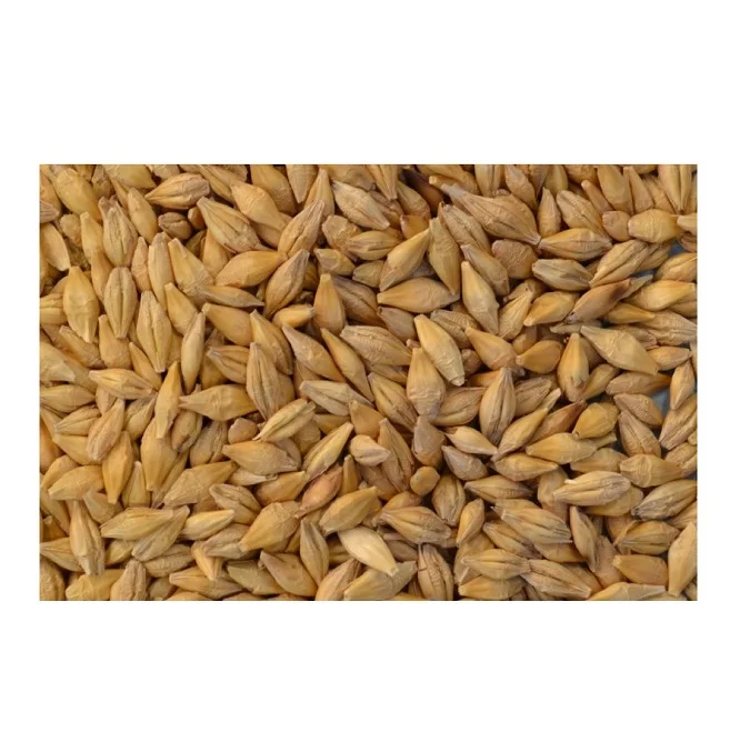 Barley Grains Premium Barley Seeds/animal Feed Barley/bulk Barley ...