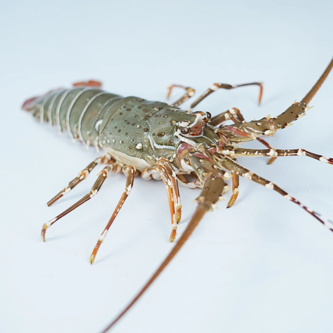 Fresh Lobsters From Indonesia Weighing 200 300 Grams Now Available In ...