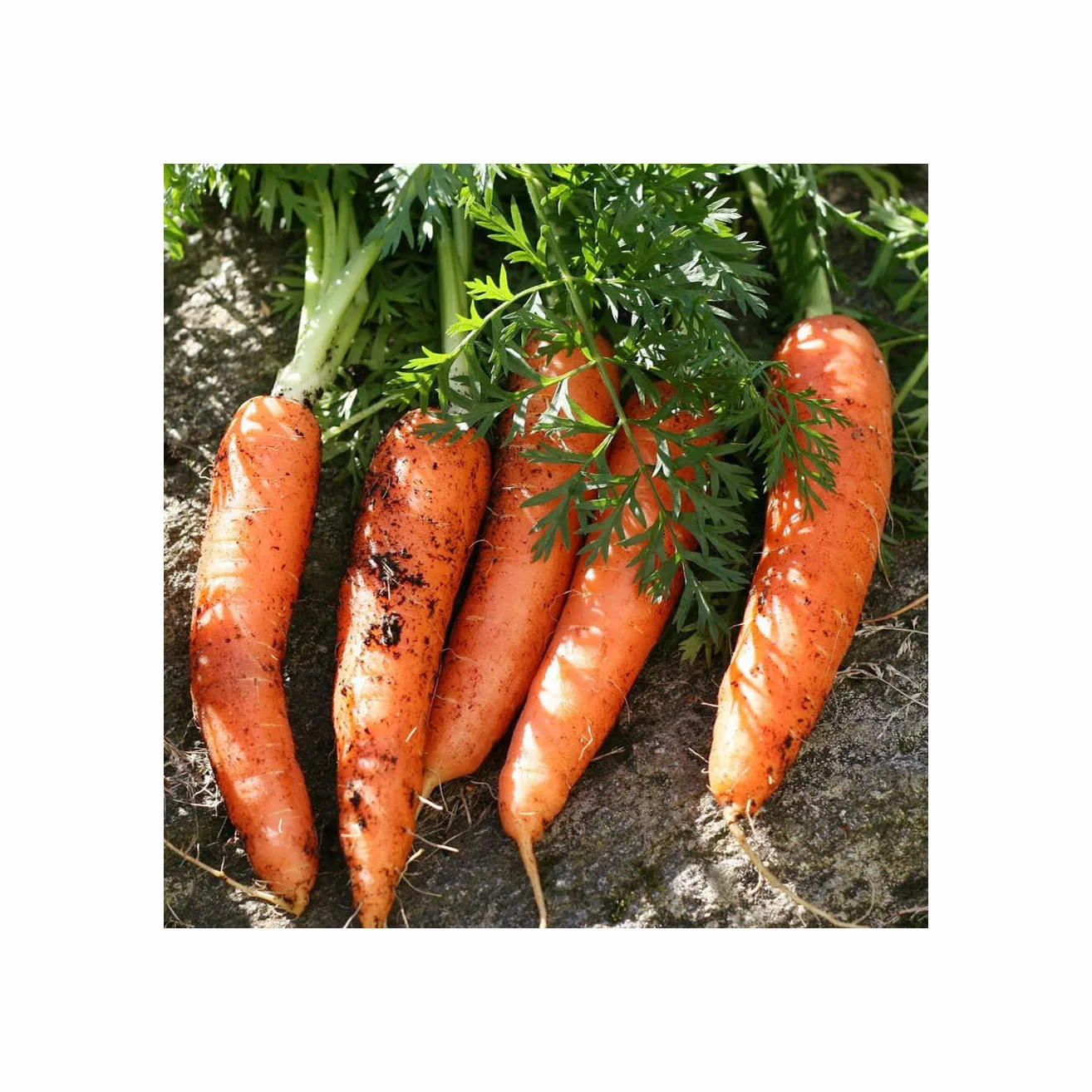 Fresh Carrot / Clean Carrot In Carton / Carrot Wholesaler Price New ...