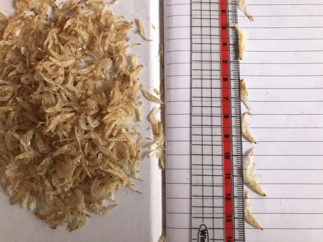High-quality Dried Baby Shrimp With Top Quality Cheap Price Ready For ...