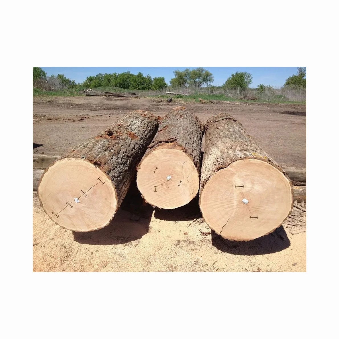 Top Quality Timber Logs Teak Timber Wood Ipe Logs Etc/ Oak Wood Logs ...