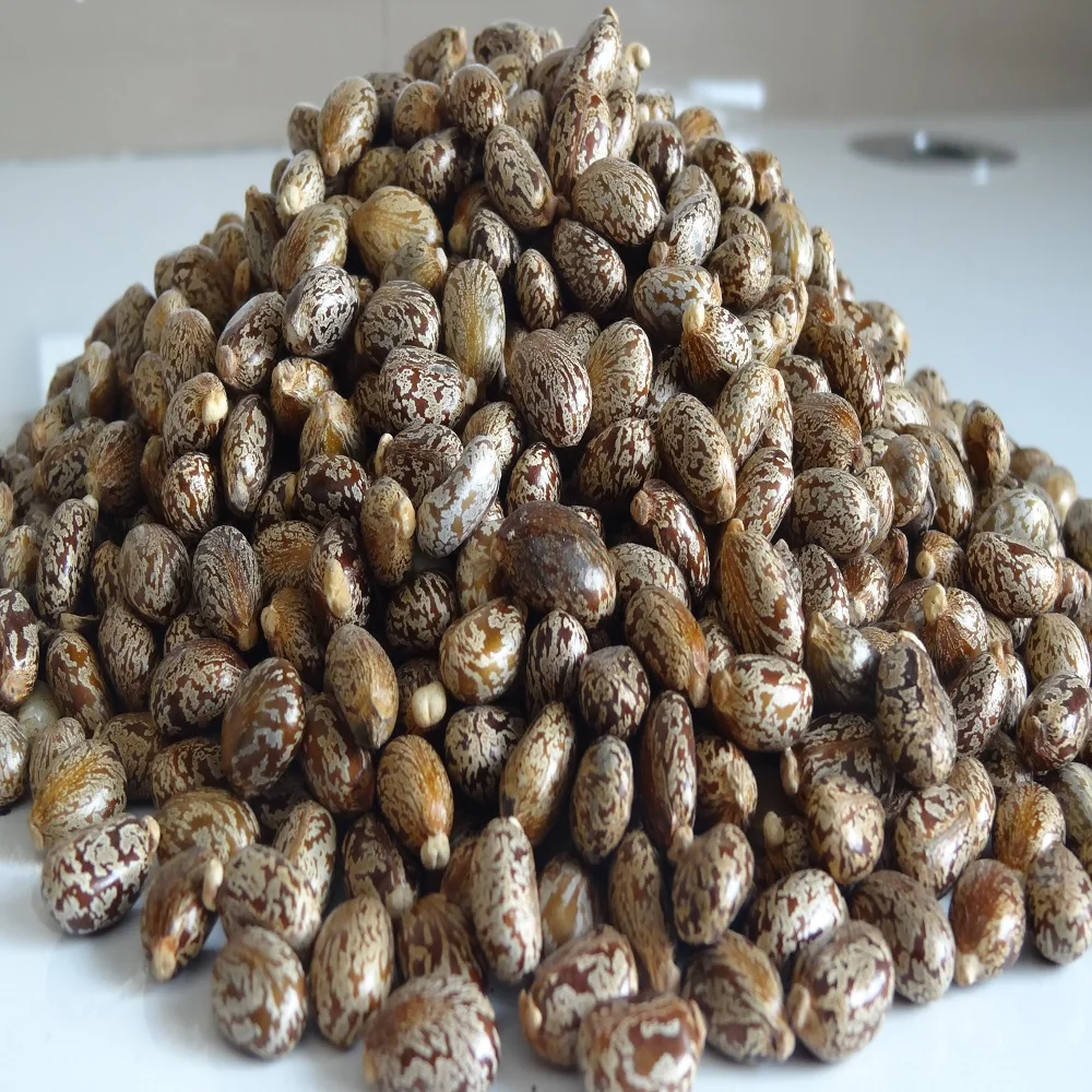 Bulk Castor Oil Seed With High Oil Content Castor Seed Supplier - Buy ...