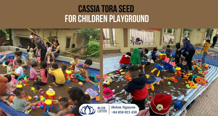 Cassia Tori Seed - High Quality from Blue Lotus Vietnam