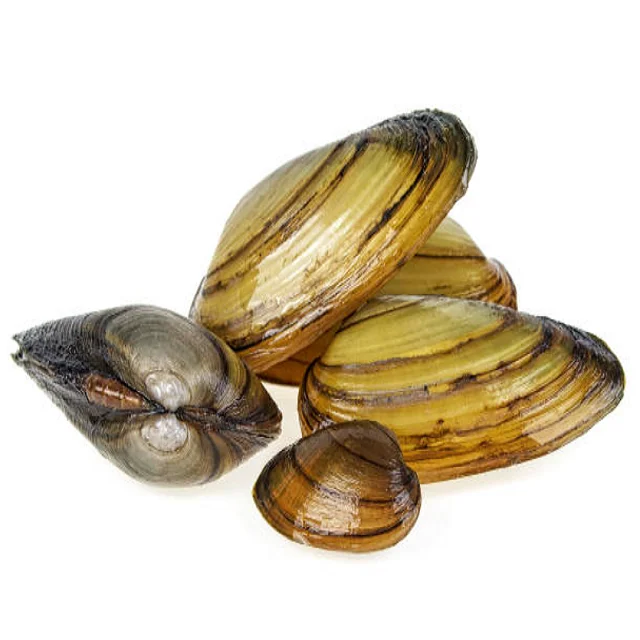 Haccp Seafood Shellfish Frozen Half Shell Mussel Green Lipped Brackish ...