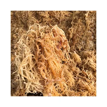 Vietnam 100% Oragnic Natural High Quality Gold Sea Moss/ Irish Moss ...