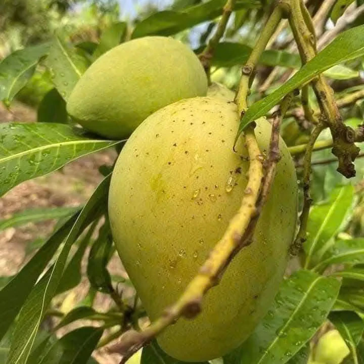 Premium Vietnamese Cat Chu Mango Fresh Export Fruit From Dong Thap For ...