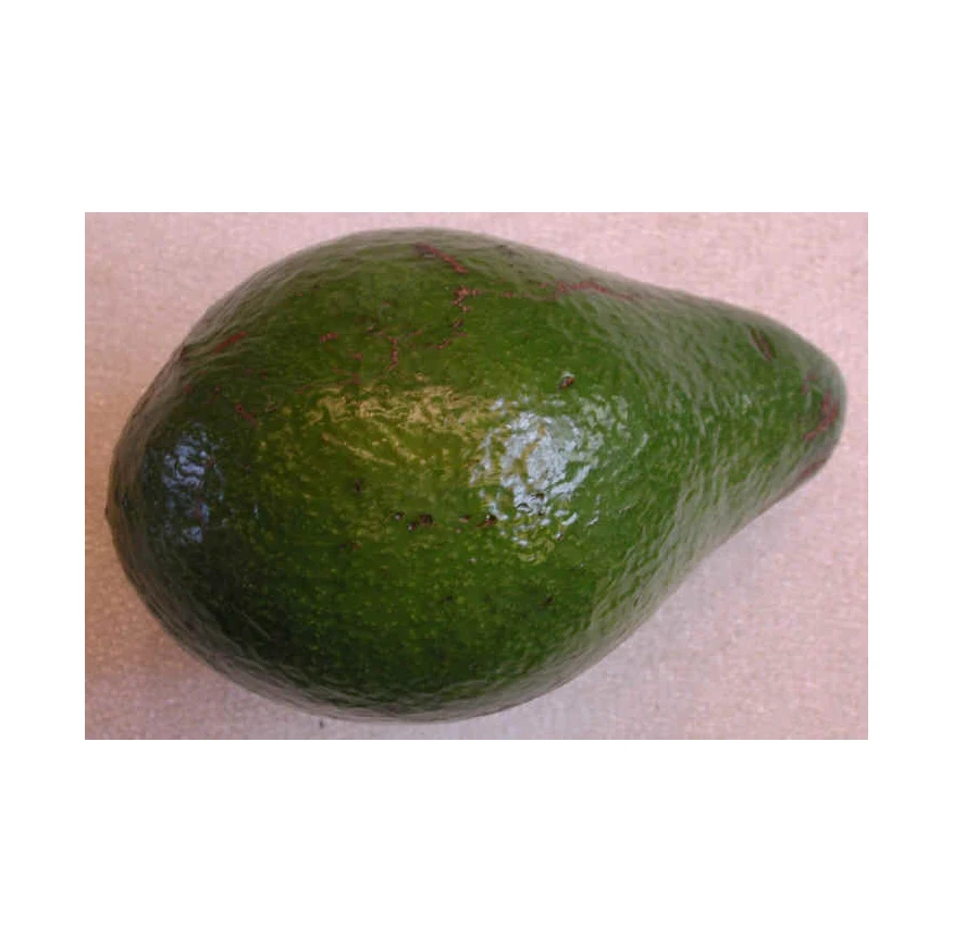 Fresh Avocado Avocado Exported Green Tropical Dark Sweet Style Packing ...