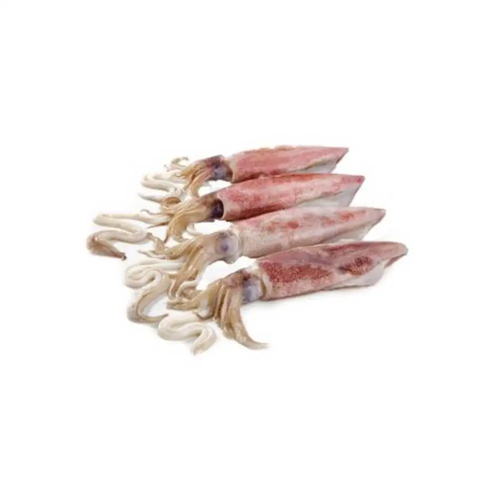 High Quality Whole Frozen Loligo Squid In Bulk Export Quality Pakistani ...